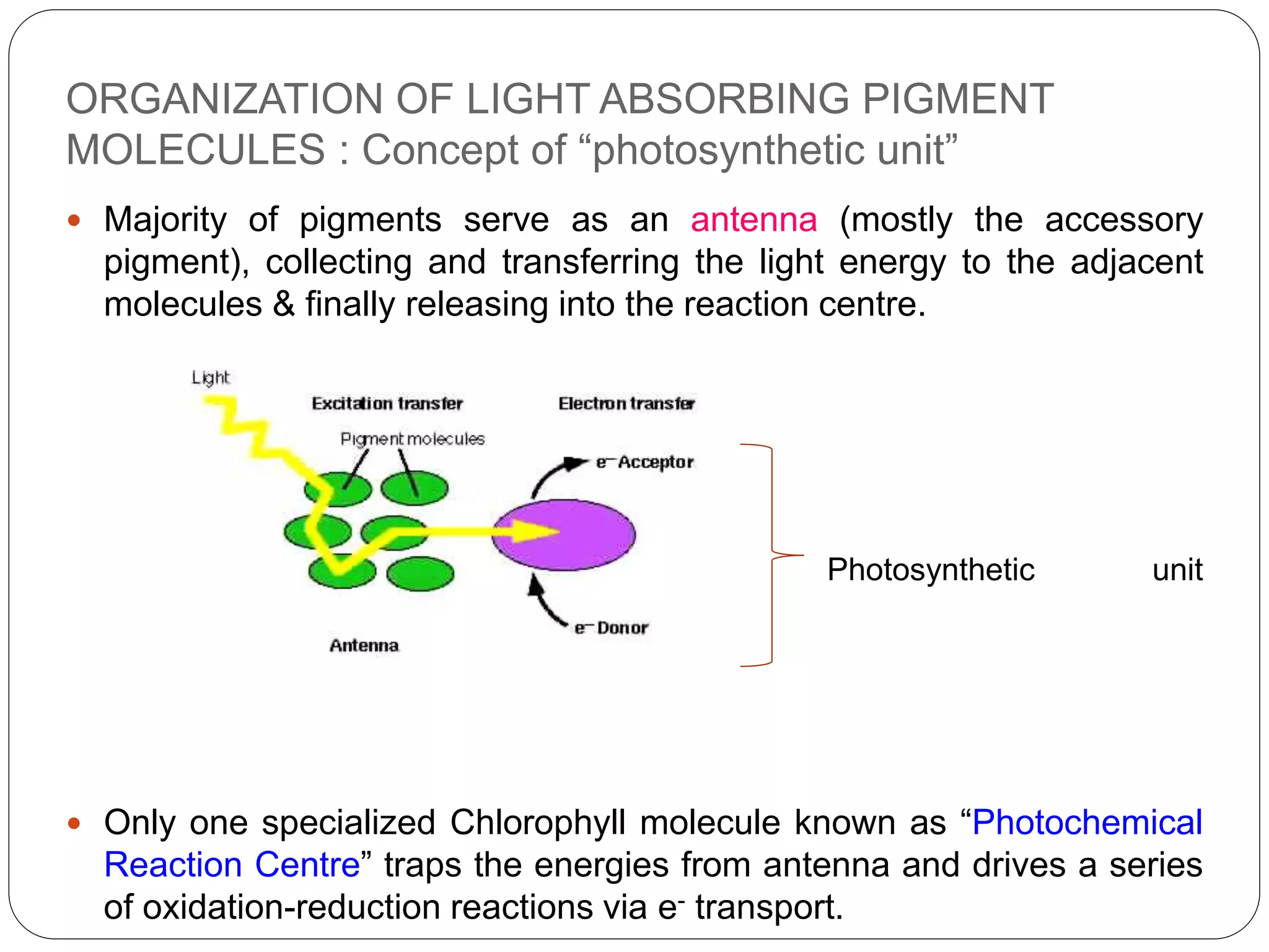 Light reaction of Photosynthesis | PPTX
