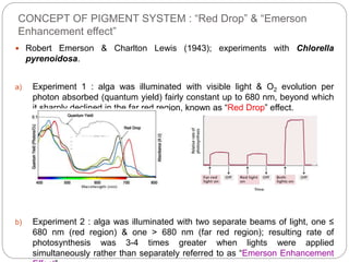 Light reaction of Photosynthesis | PPTX