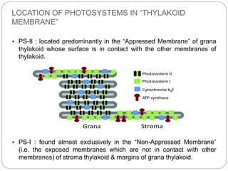 Light reaction of Photosynthesis | PPTX