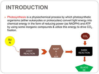 Photosynthesis Light Reaction Steps