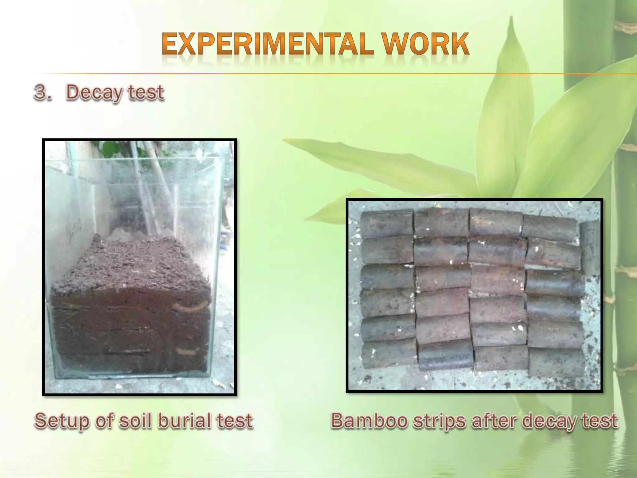 Bamboo Preservation | PDF