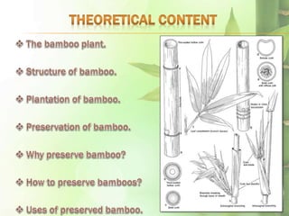 Bamboo Preservation | PPT