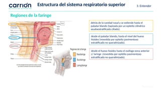 PSA09_ND_II_Anatomia_y_fisiologia_humanaCLASE9.pptx