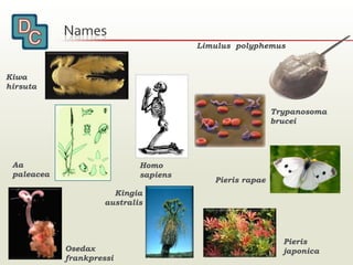 The Future of Microalgal Taxonomy | PPT