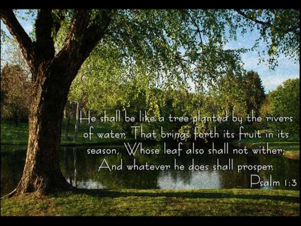 psalm-1-17th-july-2011
