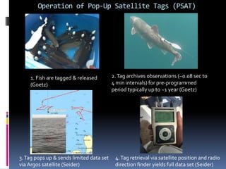OPPURTUNITIES AND LIMITATIONS FOR POP-UP SATELLITE TAGS IN FRESH WATER ...