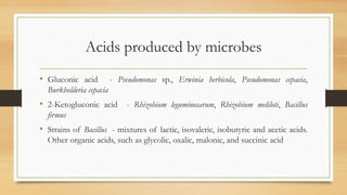 Phosphate Solubilising bacteria - Mass cultivation | PPTX