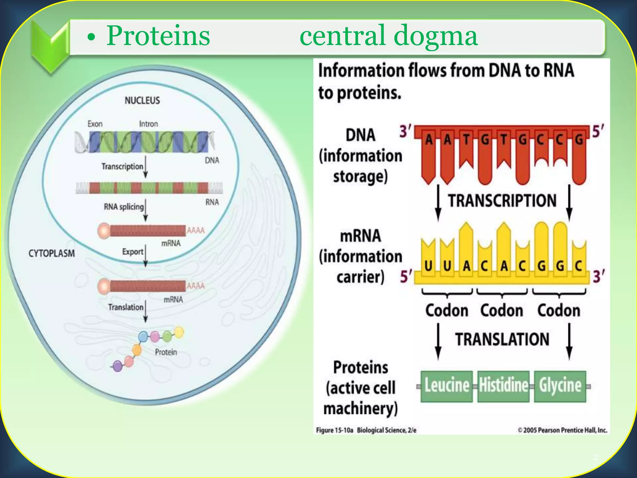Protein sequence determinatiom | PPTX