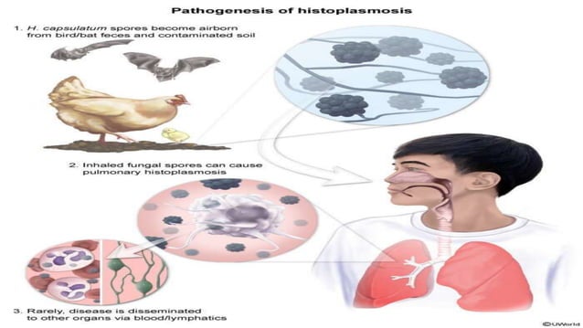 Pathogen safety data sheet | PPT