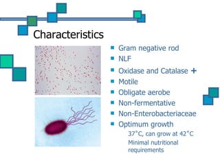 Pseudo+acineto | PPT | Infectious Diseases | Diseases and Conditions