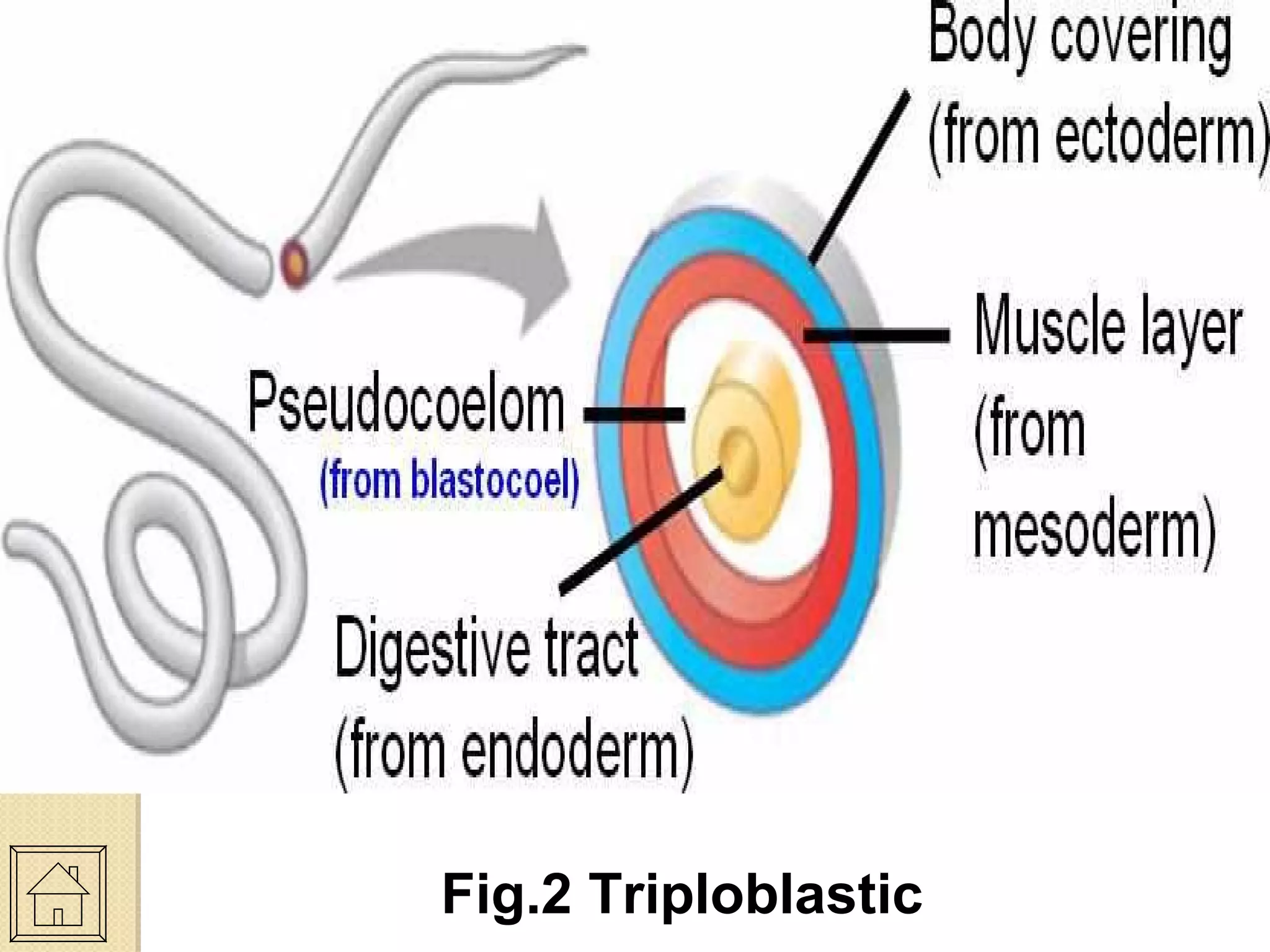 Pseudocoelomate (BS Biology - 2AB) SY: 2012-2013 | PPT