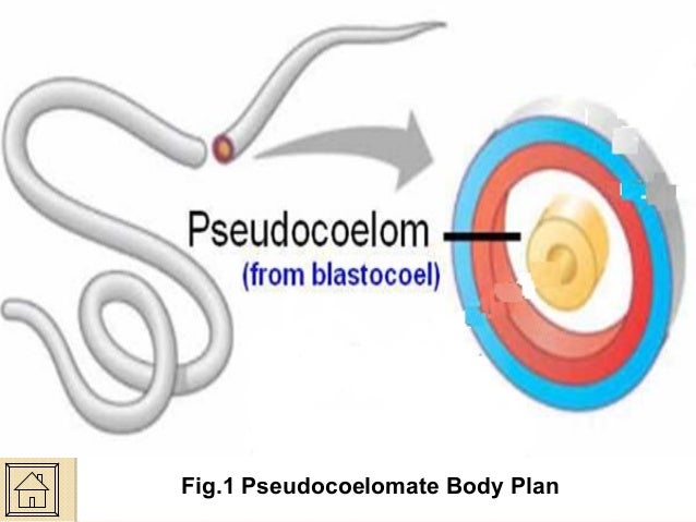 Pseudocoelomate (BS Biology - 2AB) SY: 2012-2013