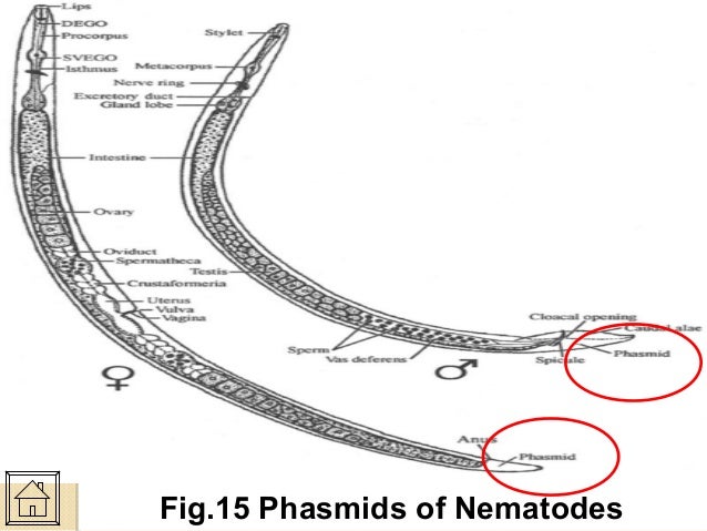 Pseudocoelomate (BS Biology - 2AB) SY: 2012-2013