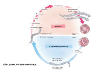 PSEUDOCOELOMATE BODY PLAN upto nematodes.pptx