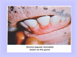 Pseudo cow pox | PPS