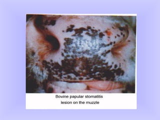 Pseudo cow pox | PPS