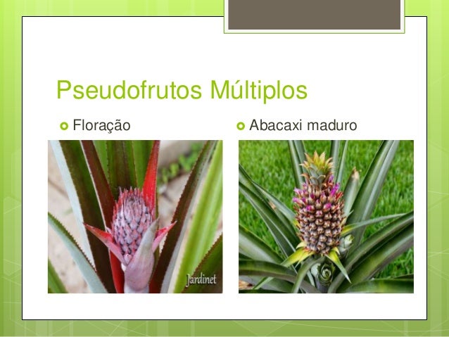 Pseudofrutos múltiplos