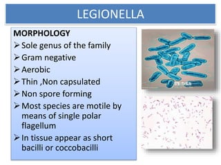 family :Pseudomonadaceae & Legionellaceae | PPTX