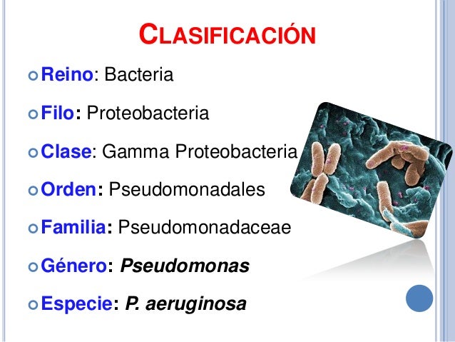 Pseudomonas