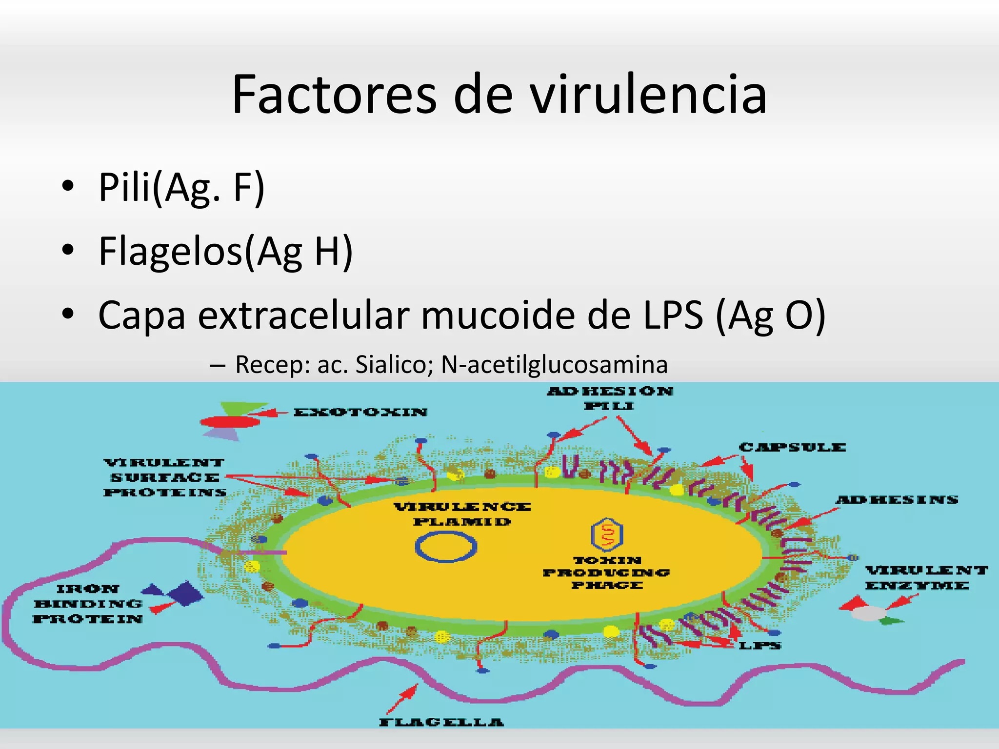 Pseudomonas Aeruginosa Ppt