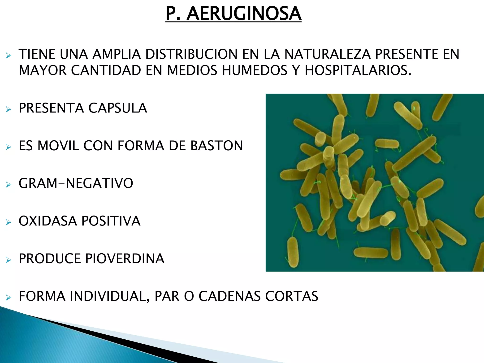 bacterias Pseudomonas | PPT