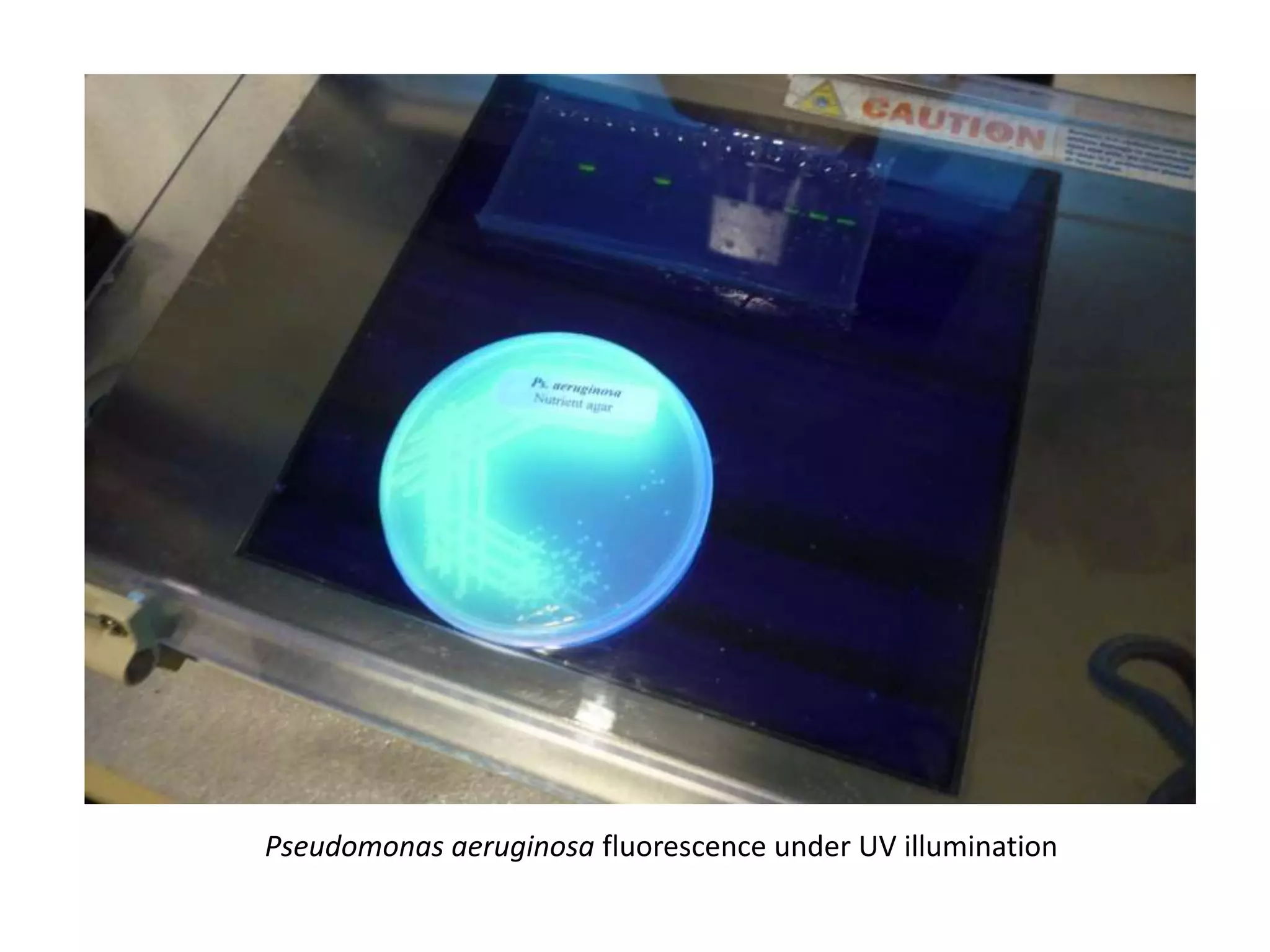Pseudomonas | PPTX
