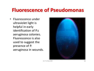 Pseudomonas | PPTX