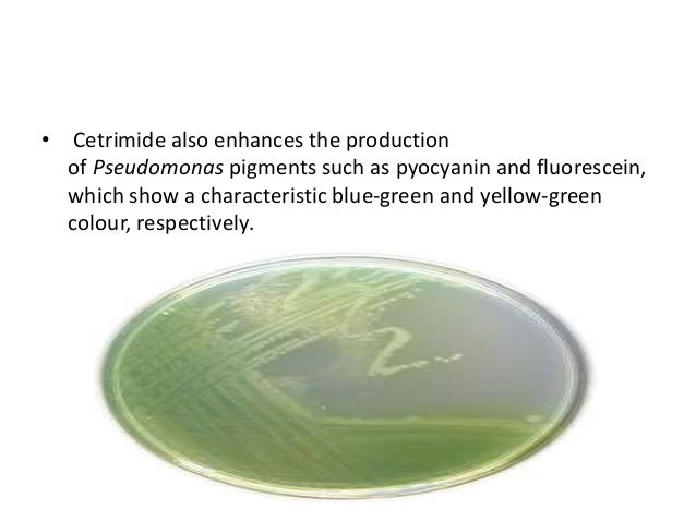 Pseudomonas