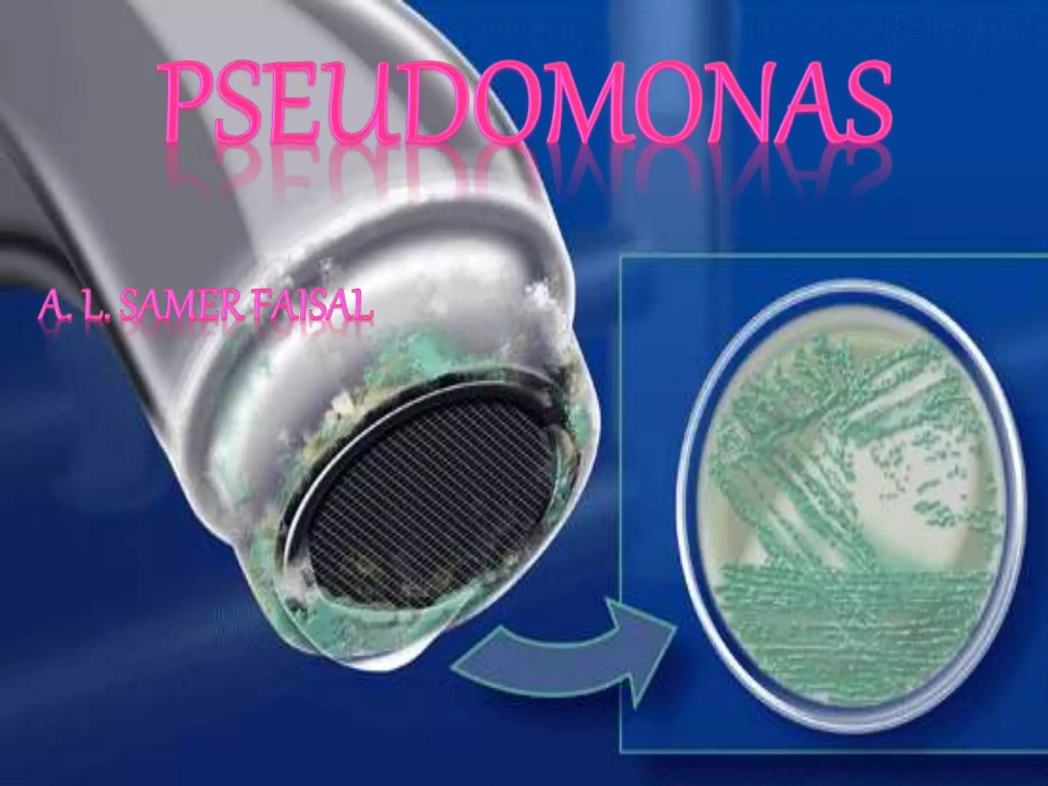 pseudomonas-161203195049.pdf