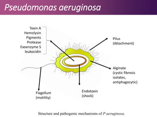 Pseudomonas | PDF