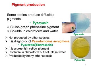 pseudomonas- caractères marphologi.pptx