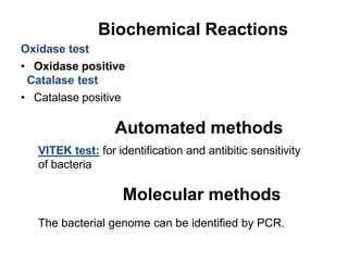 Pseudomonas | PPTX