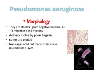 Pseudomonas | PPTX