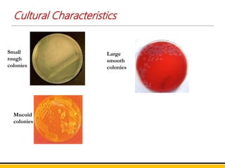 Pseudomonas Aeruginosa Colony Morphology