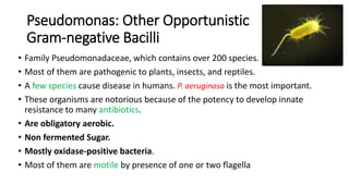 Pseudomonas.pptx | Infectious Diseases | Diseases and Conditions