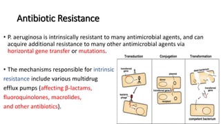 Pseudomonas.pptx | Infectious Diseases | Diseases and Conditions