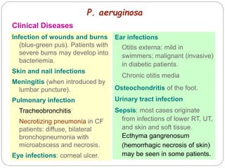 Pseudomonas.ppt