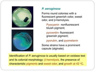 Pseudomonas.ppt