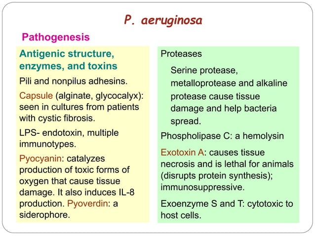 Pseudomonas.ppt