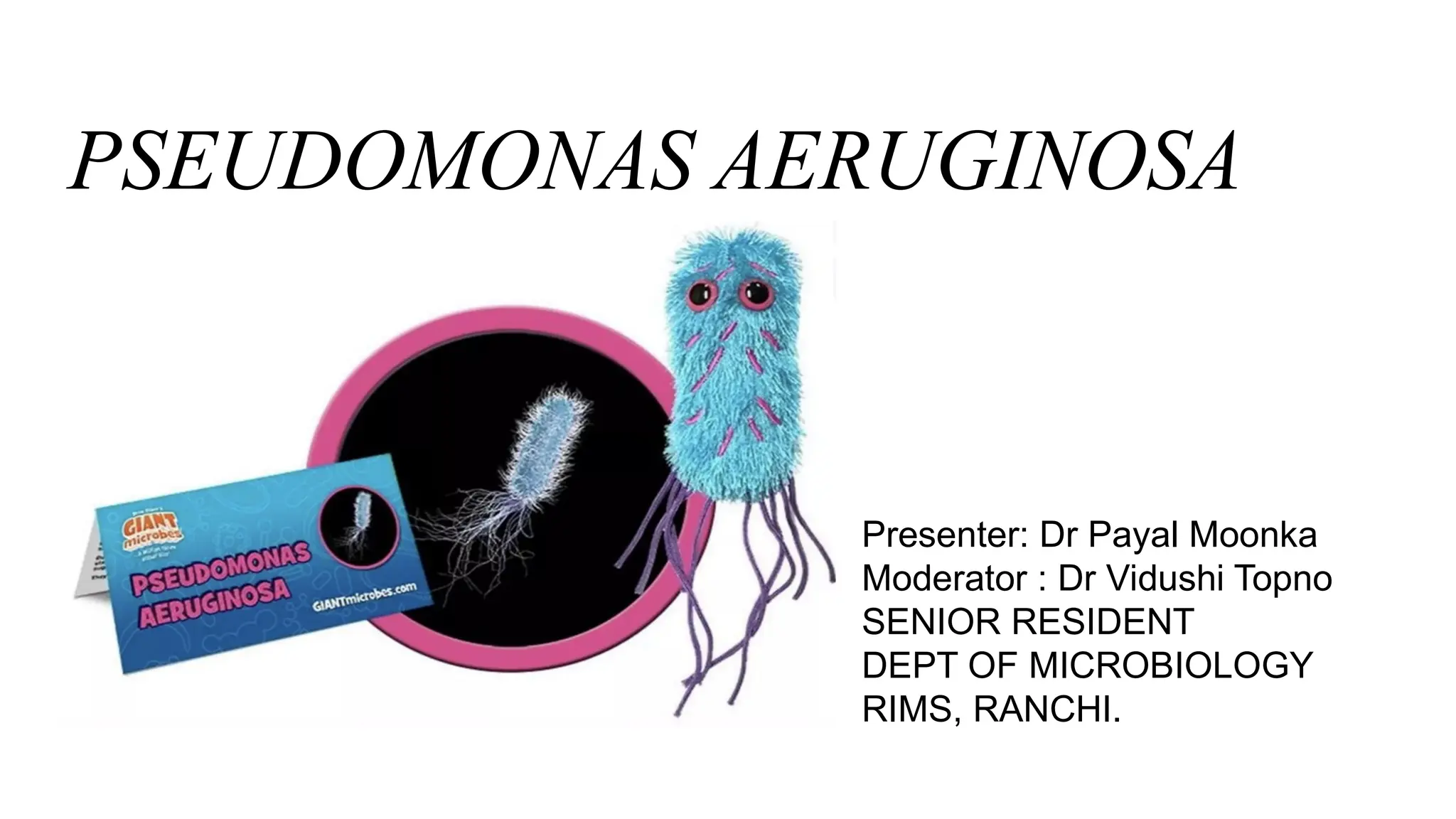 Pseudomonas aeruginosa gram negative bacilli | PPT | Free Download