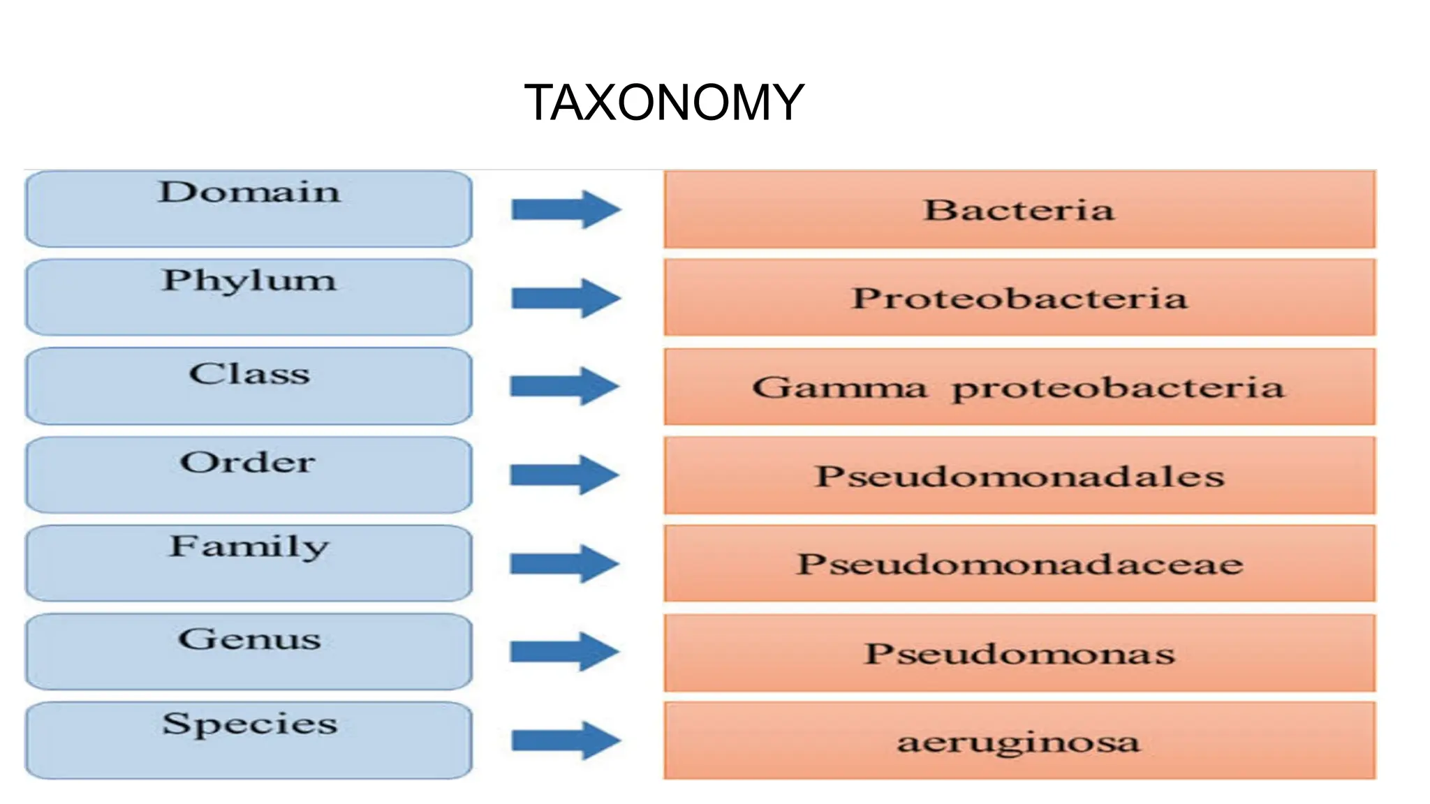 Pseudomonas aeruginosa gram negative bacilli | PPT | Free Download