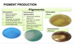 Pseudomonas aeruginosa gram negative bacilli | PPT | Free Download