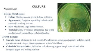 Pseudomonas aeruginosa gram negative bacilli | PPT | Free Download
