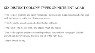 Pseudomonas aeruginosa gram negative bacilli | PPT | Free Download