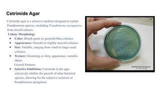 Pseudomonas aeruginosa gram negative bacilli | PPT | Free Download