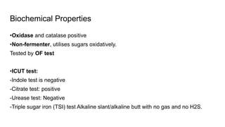 Pseudomonas aeruginosa gram negative bacilli | PPT | Free Download