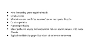 Pseudomonas aeruginosa gram negative bacilli | PPT | Free Download