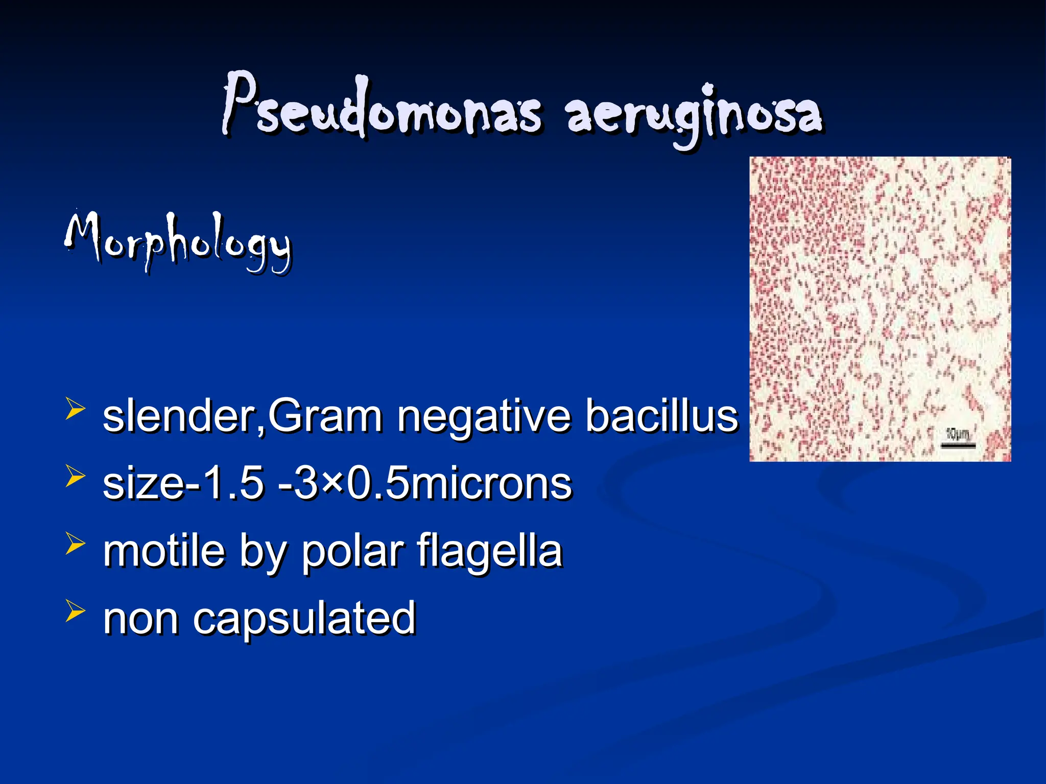 pseudomonas aeruginosa potential hospital acquired pathogen | PPT