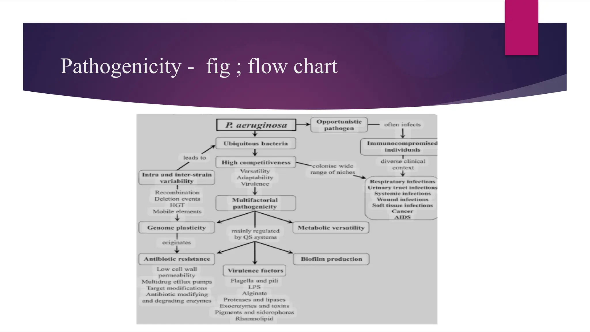 pseudomonas aeruginosa - medical bacteriology | PPT