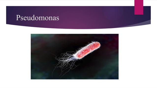 pseudomonas aeruginosa - medical bacteriology | PPT